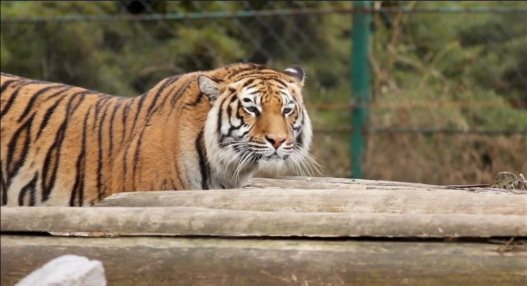 Tiger teams and True Colors